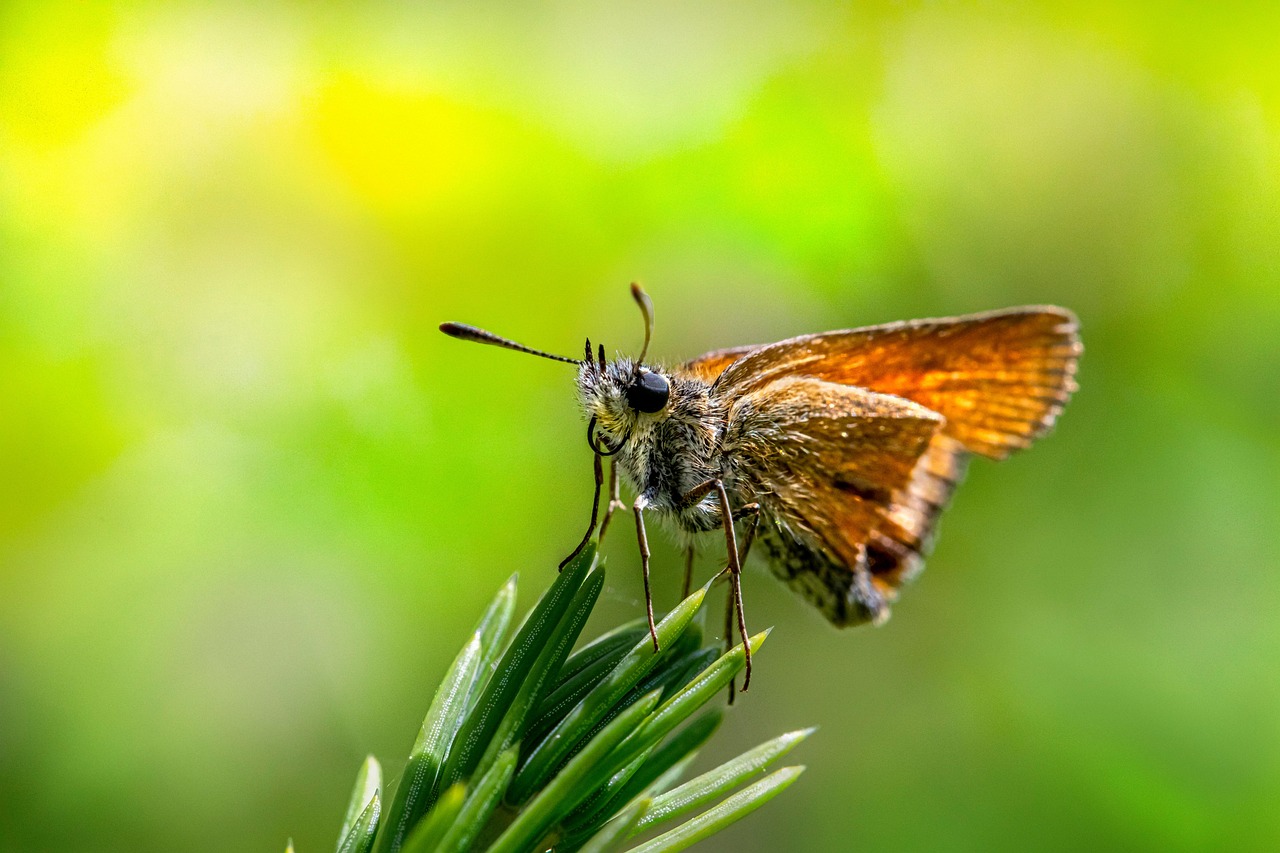Essex Skipper Butterfly Insect - Free photo on Pixabay - Pixabay