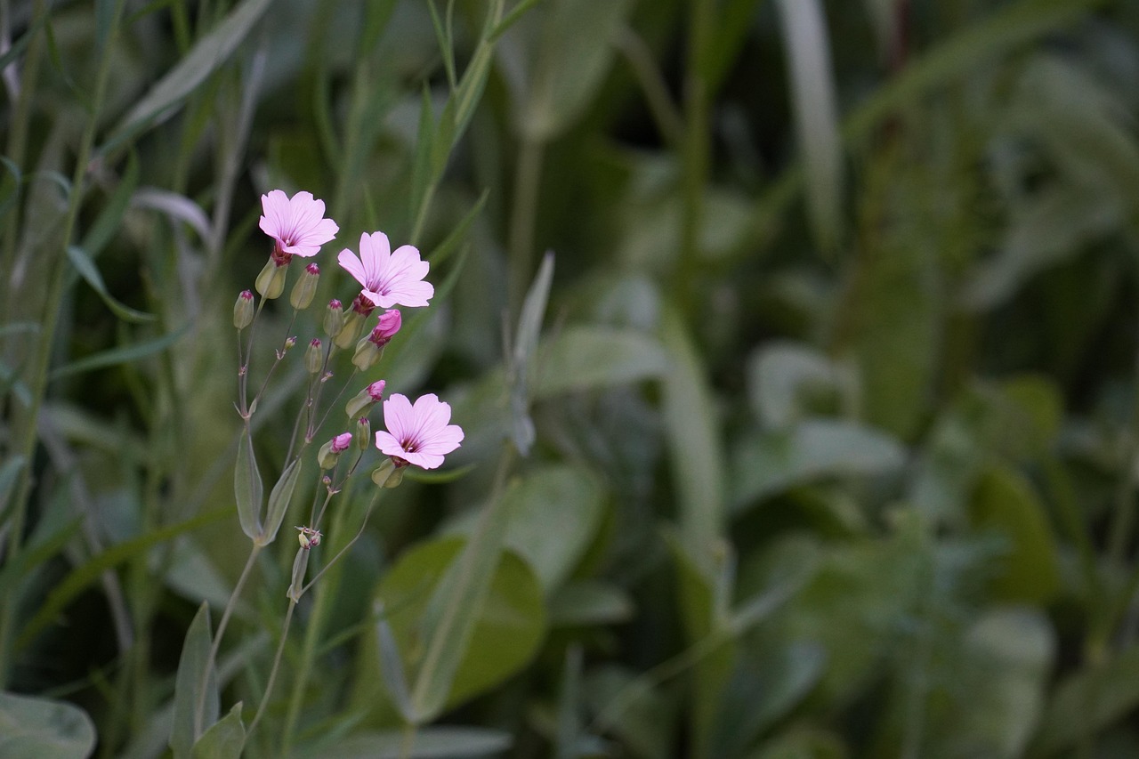 Flowers Pink Small - Free photo on Pixabay - Pixabay