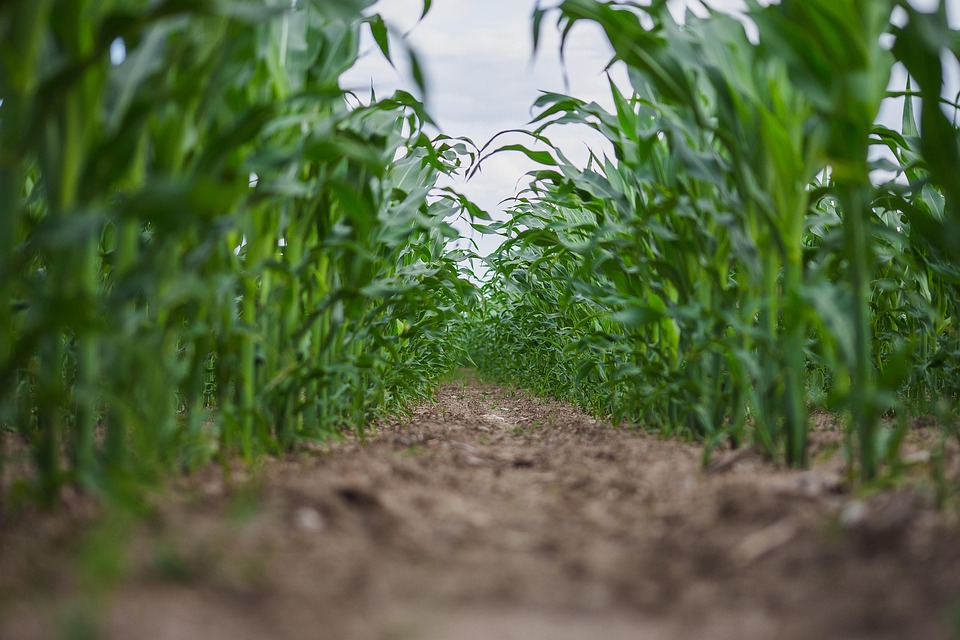 Corn Field Food - Free photo on Pixabay