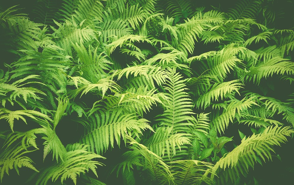 Ferns Fern Grass - Free photo on Pixabay - Pixabay