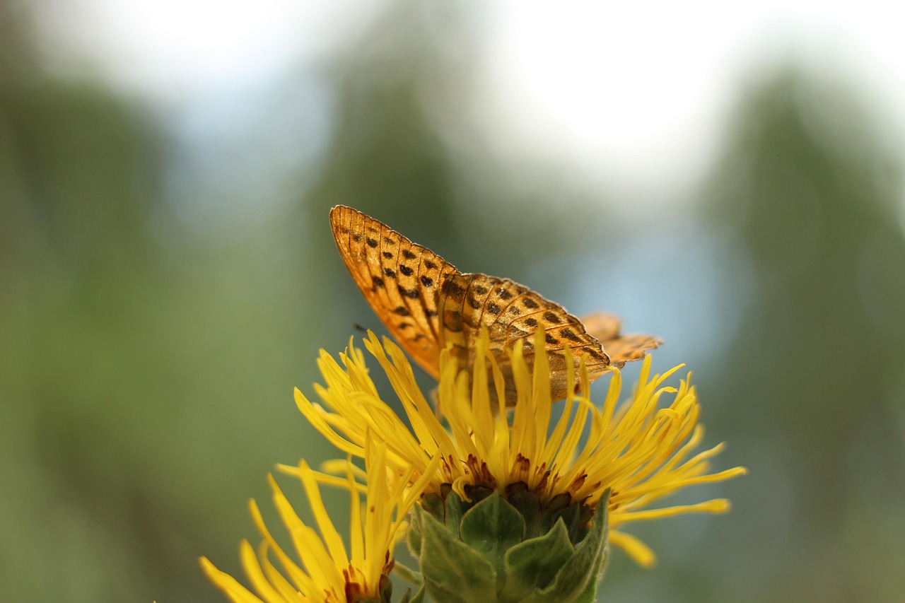 Papillon Fleur Féconder - Photo gratuite sur Pixabay - Pixabay
