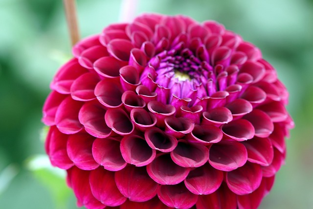 Dahlia Bunga Ungu - Foto gratis di Pixabay - Pixabay