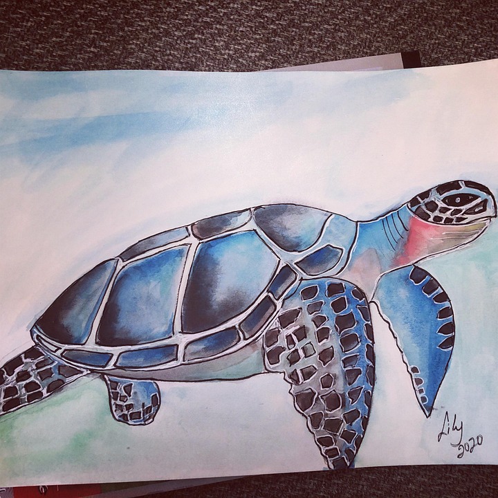 Turtle Watercolor Design - Free photo on Pixabay - Pixabay
