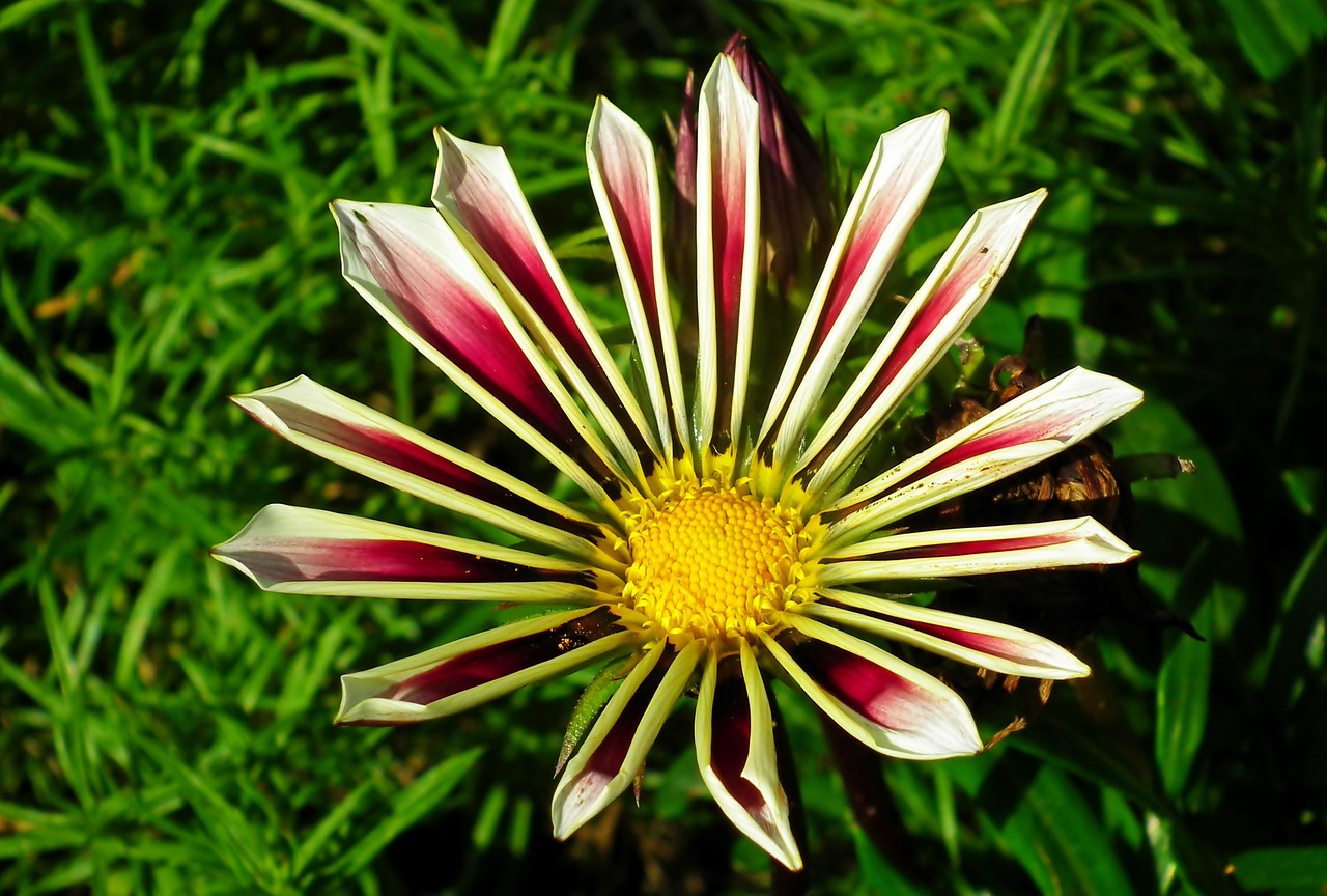 African Daisy Flower Gazania Free Photo On Pixabay Pixabay