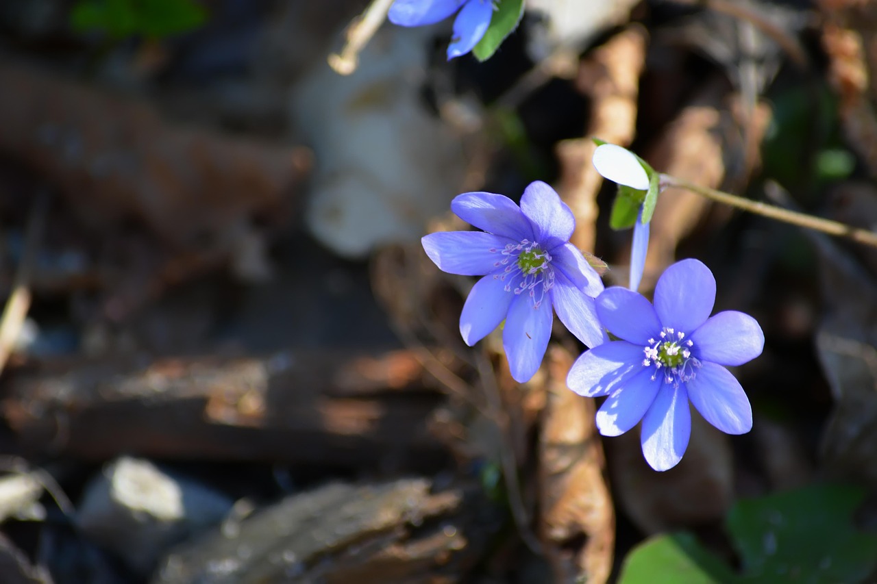 Enziane Blumen Blaue - Kostenloses Foto auf Pixabay - Pixabay