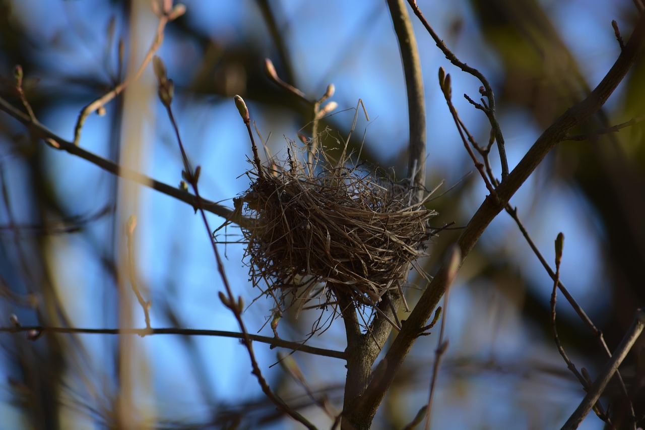 Bird'S Nest Nature - Free photo on Pixabay - Pixabay