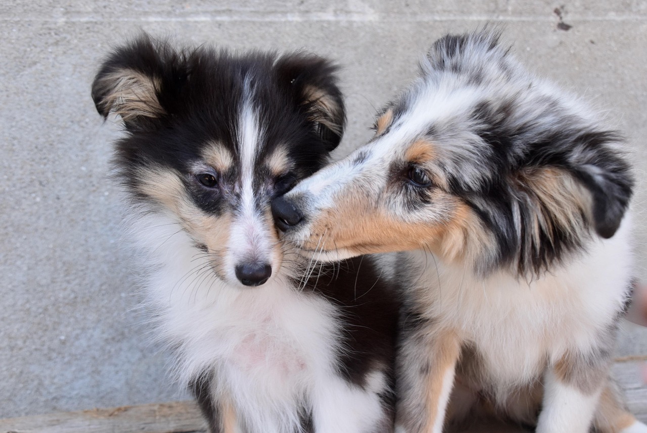 Puppies Shetland Sheepdog Dogs - Free photo on Pixabay