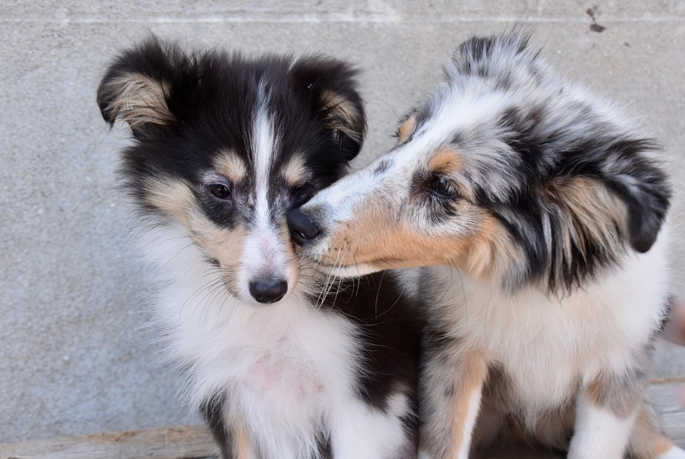 Puppies Shetland Sheepdog Dogs - Free photo on Pixabay