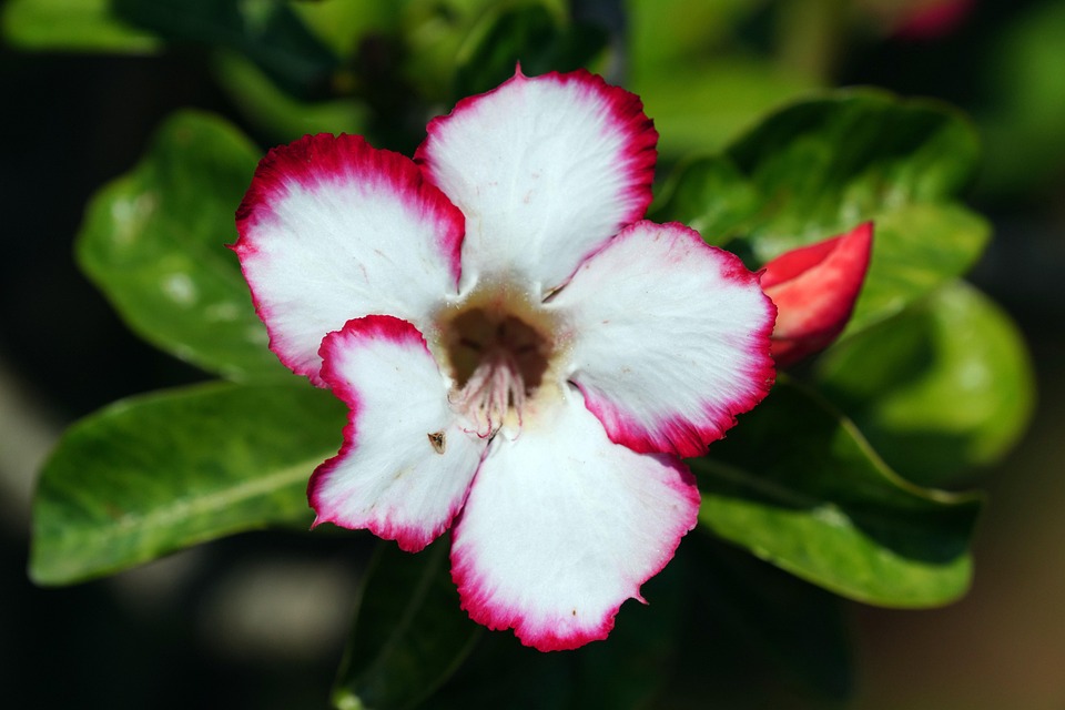 Adenium Obesum Fleur Jardin - Photo gratuite sur Pixabay - Pixabay