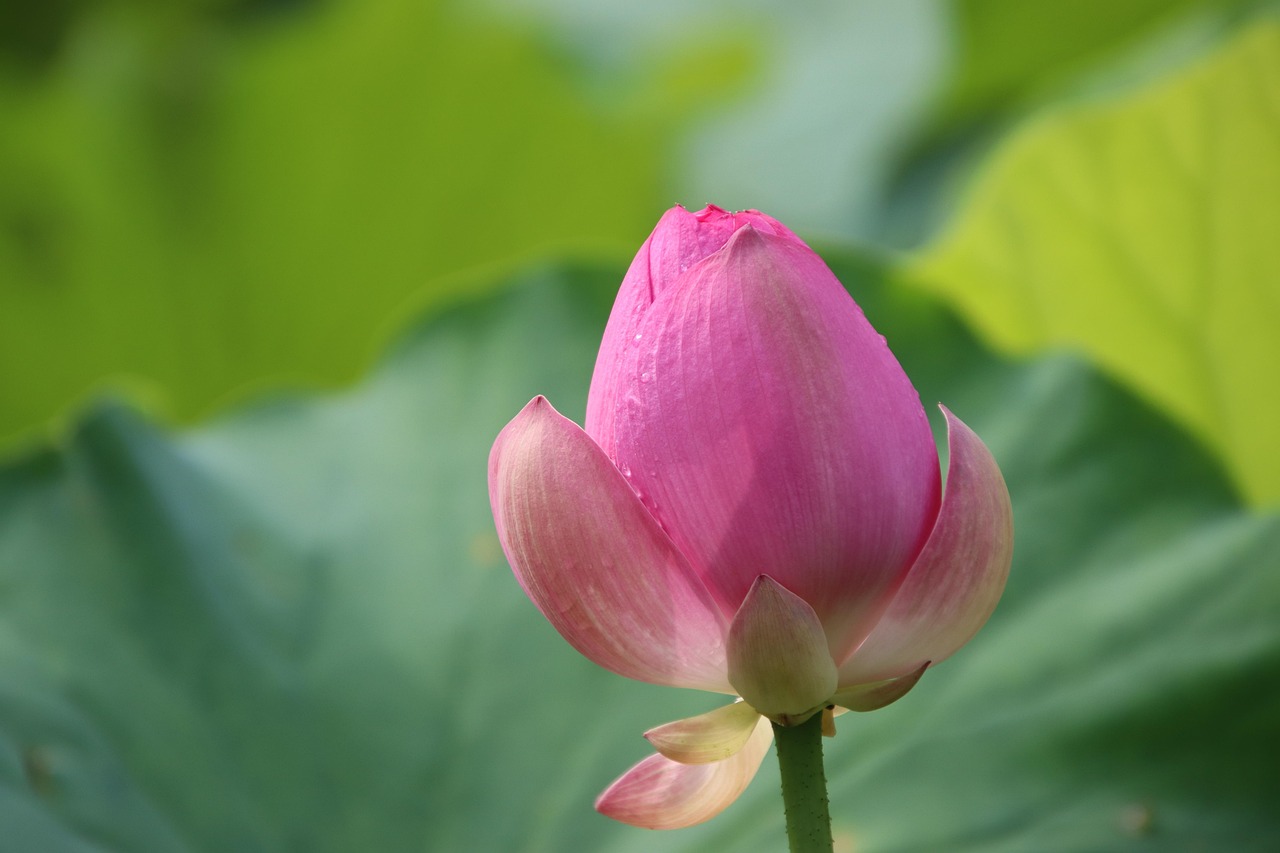 Lotus Nénuphar Bourgeon Floral - Photo gratuite sur Pixabay - Pixabay