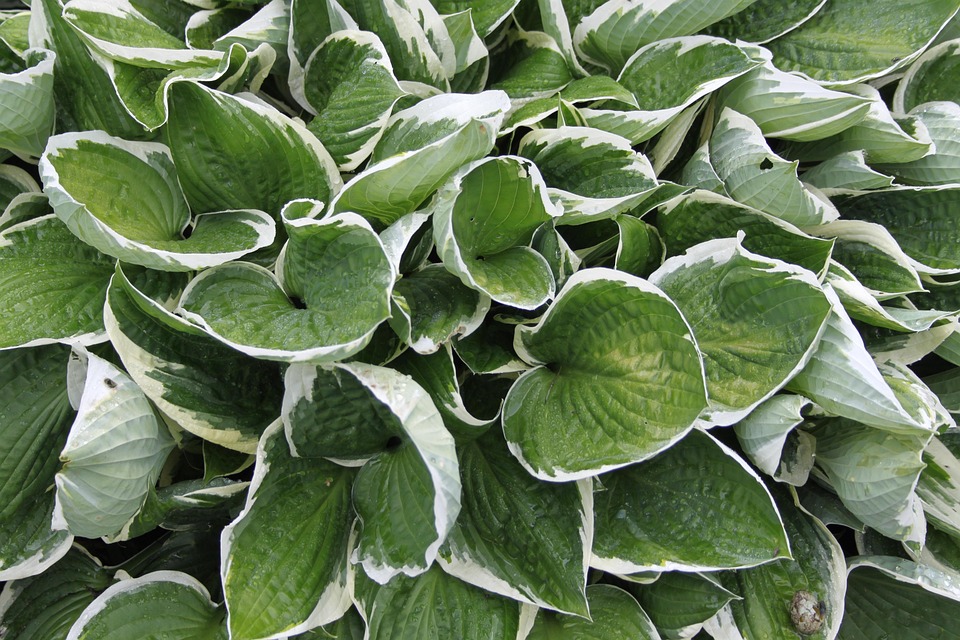 Hosta Shrub Garden - Free photo on Pixabay - Pixabay