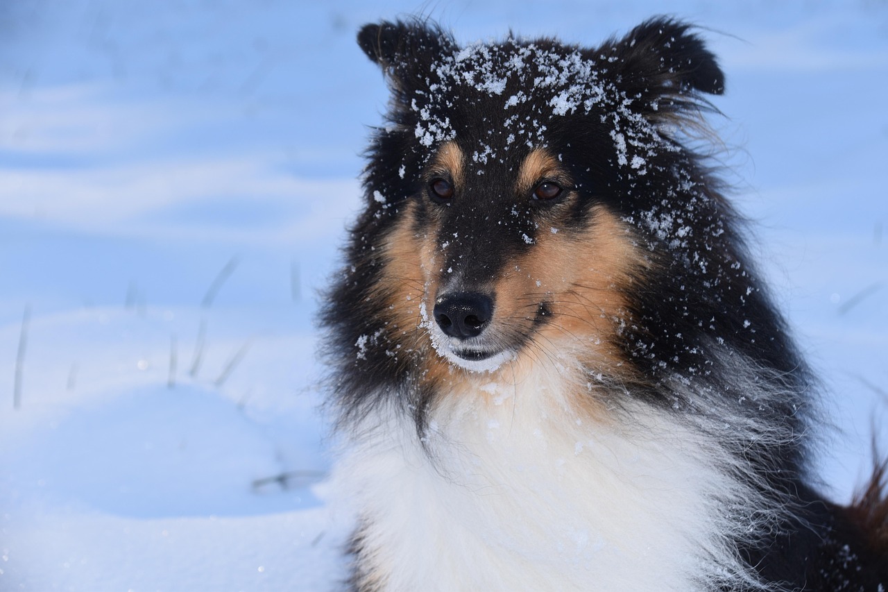 1,000+ Free Sheepdog & Shetland Sheepdog Images - Pixabay