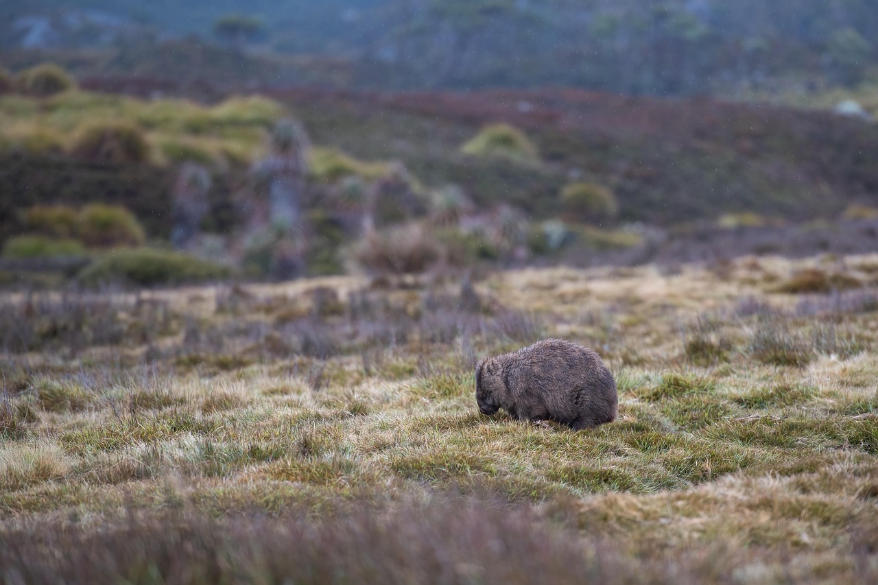 Common Wombat Animal - Free photo on Pixabay