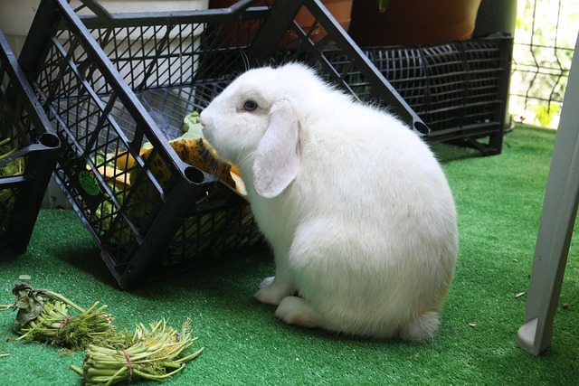Ojos Azules Holland Lop Conejo - Foto gratis en Pixabay - Pixabay