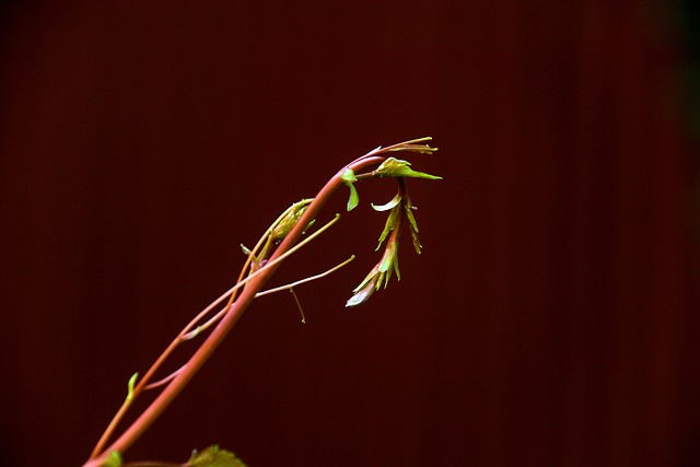 Leaves Sprout Close Up Environment - Free photo on Pixabay - Pixabay