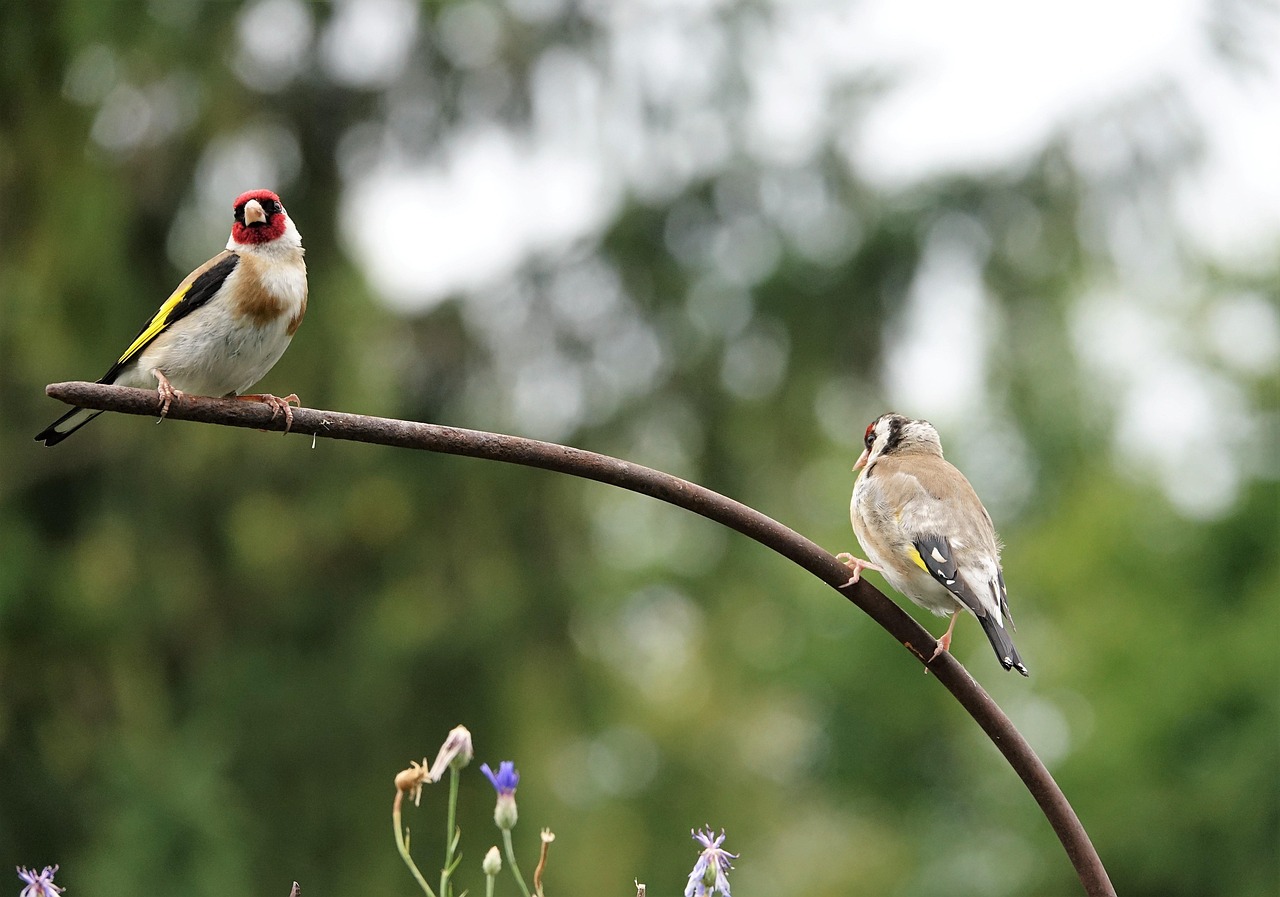 Над 30 безплатни снимки за Carduelis Carduelis и Птица - Pixabay