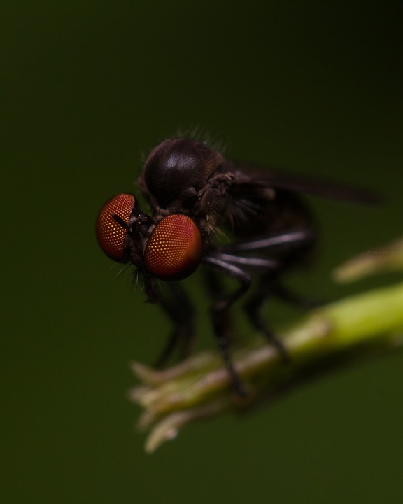 Fly Insect - Free photo on Pixabay