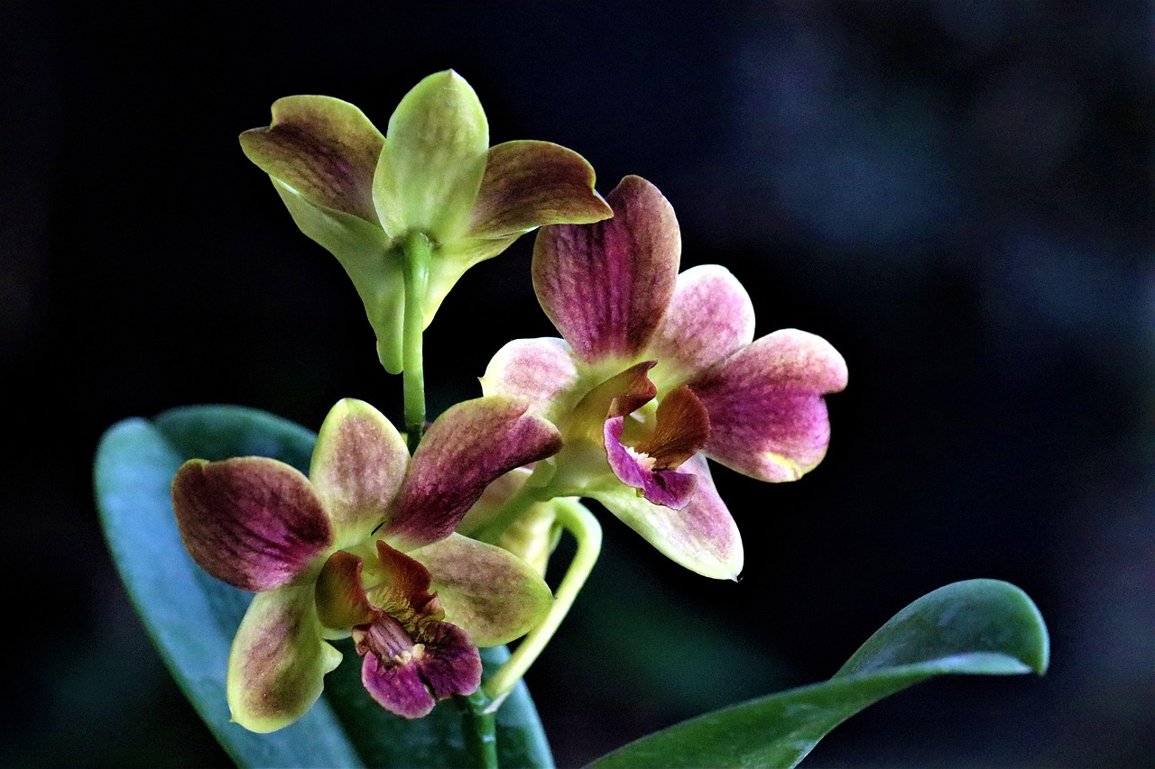 100+ Free Dendrobium & Nature Photos - Pixabay