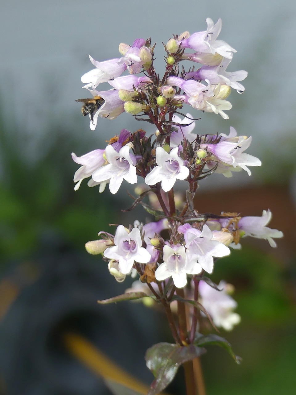 Bee Flowers Pollination - Free photo on Pixabay - Pixabay