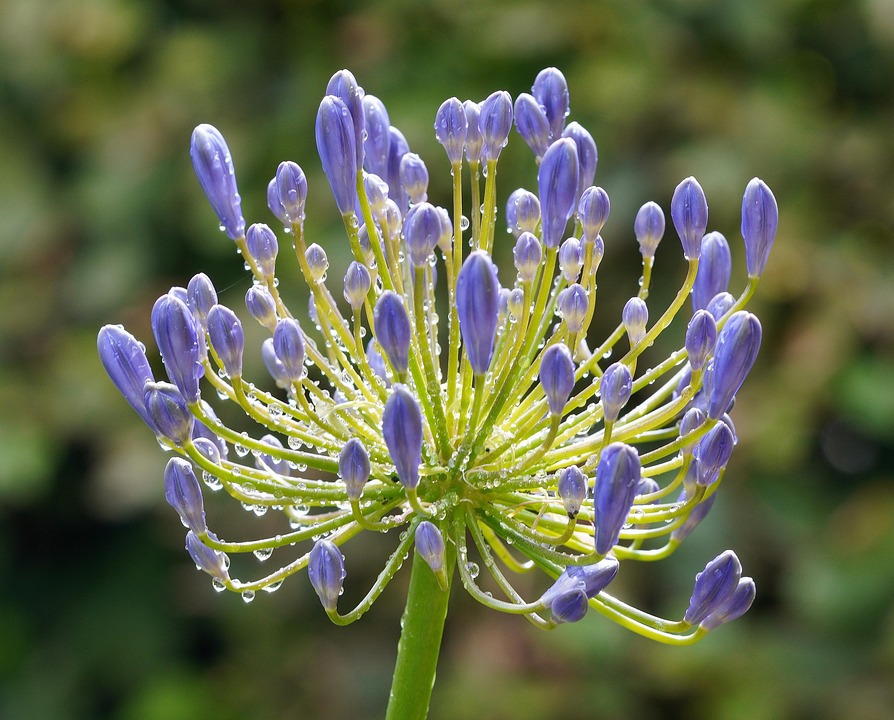 Lirio Del Nilo Flores Rocío Gotas - Foto gratis en Pixabay - Pixabay
