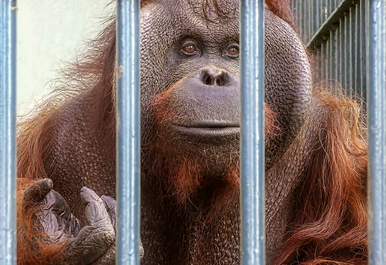 Orangutan Monkey Primate - Free photo on Pixabay - Pixabay