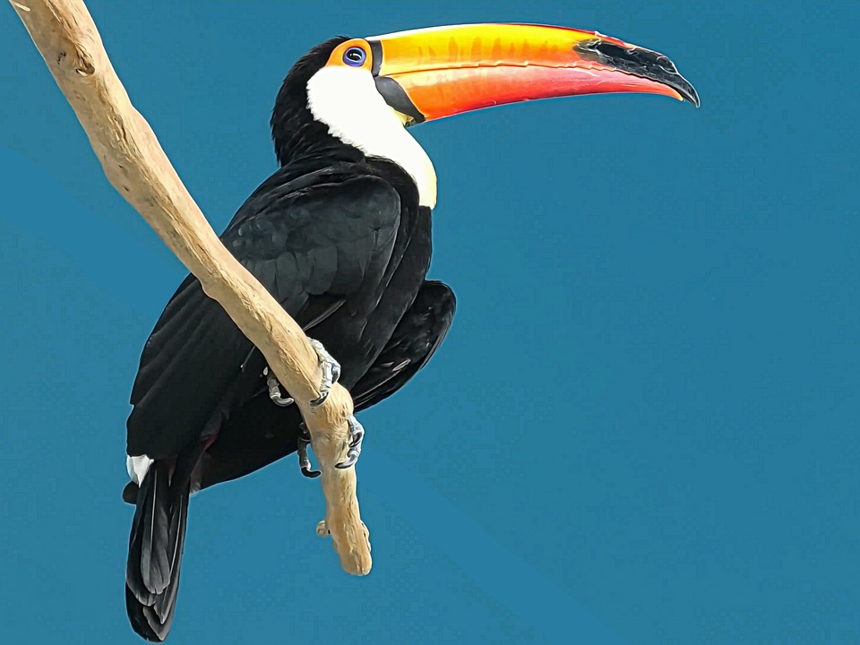 Toucan Zoo Oiseau Le - Photo gratuite sur Pixabay - Pixabay