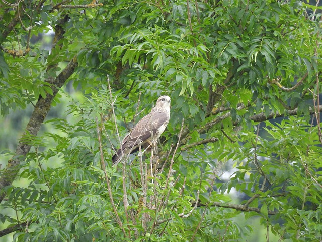 Laggar Falcon Tree - Free photo on Pixabay - Pixabay