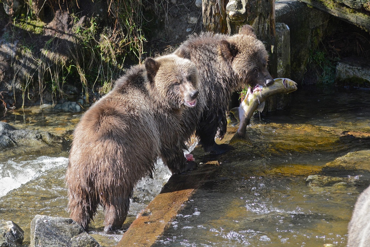 Cachorros De Oso Grizzly Osos Dos Cachorros De Oso Pardo Jugando