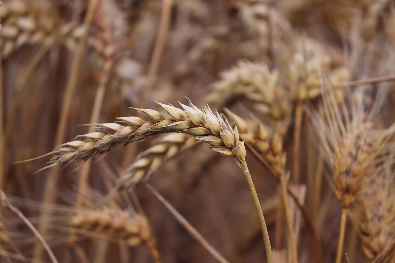Cereales Trigo Campo De - Foto gratis en Pixabay - Pixabay Cereales Trigo Campo De - Foto gratis en Pixabay - Pixabay