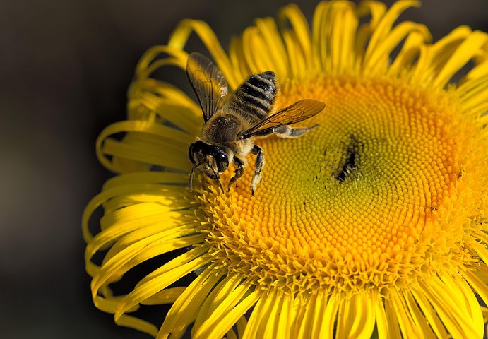 10,000+ Free Bees & Insect Images