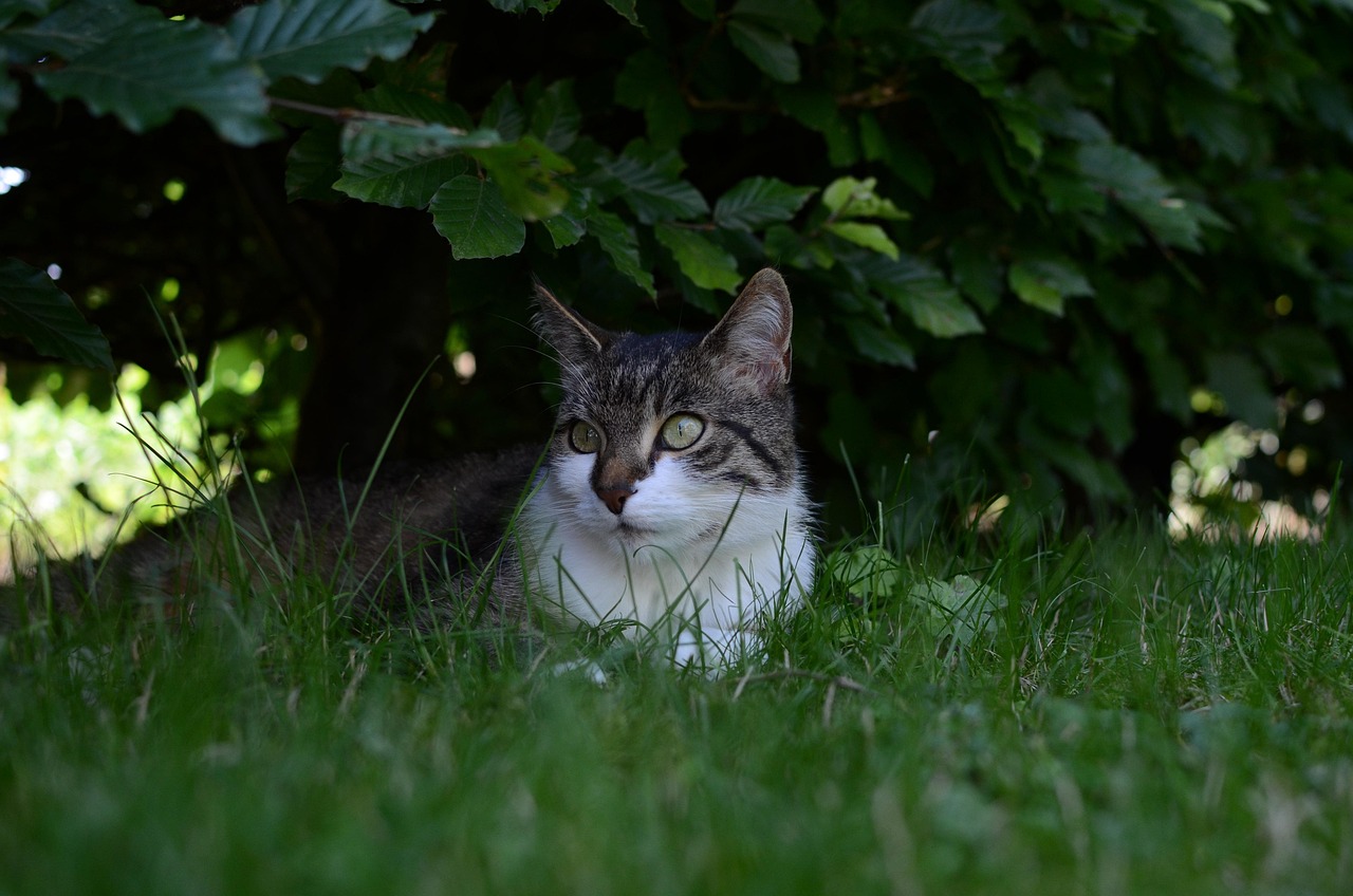 Cat Animal De Compagnie Félin - Photo gratuite sur Pixabay - Pixabay