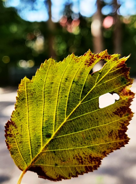 Magazine Close Up Fallen - Free photo on Pixabay - Pixabay Magazine Close Up Fallen - Free photo on Pixabay - Pixabay