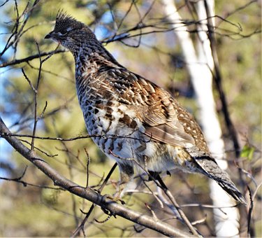 30+ Free Grous & Ruffed Grouse Images - Pixabay