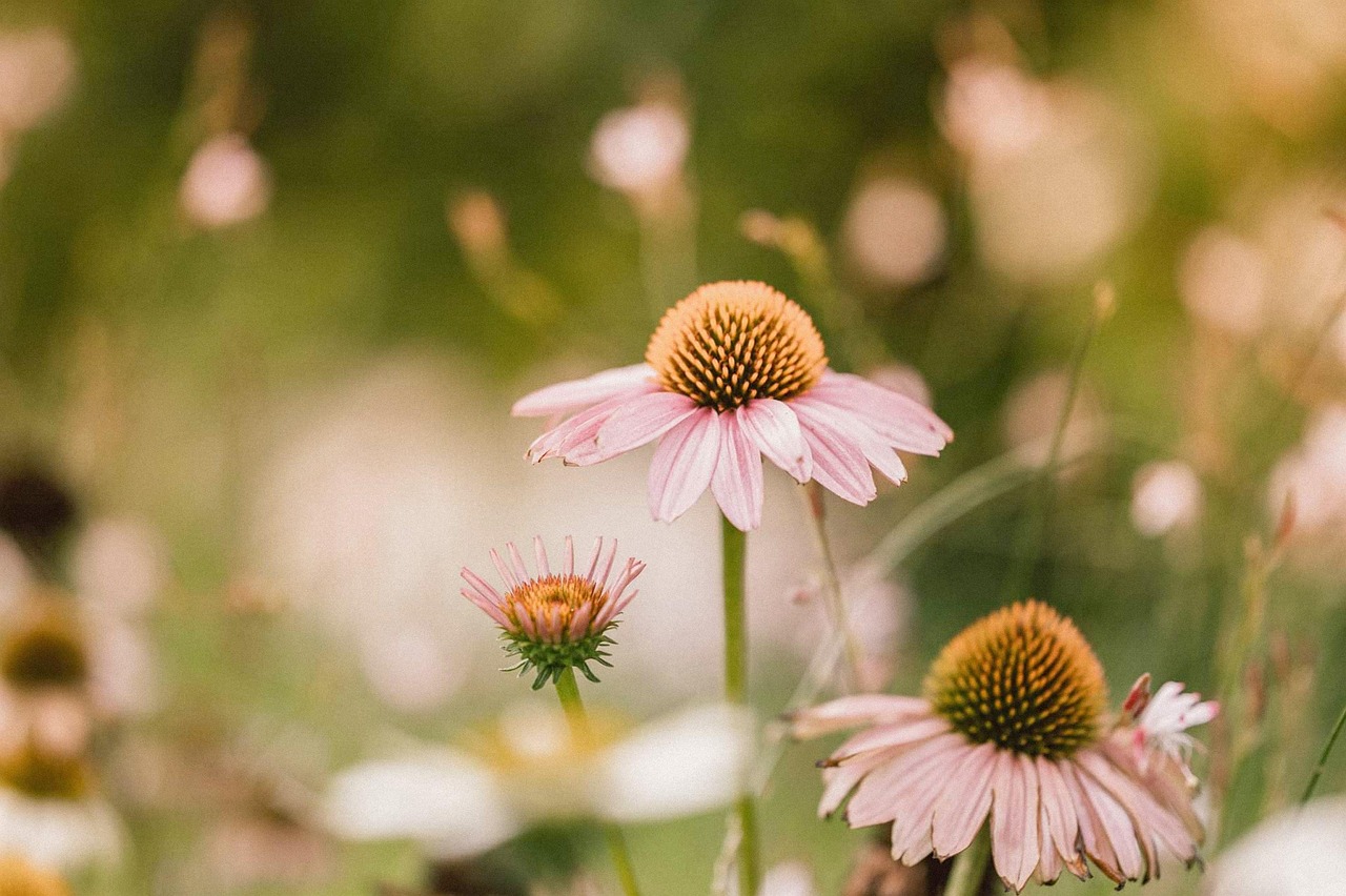 Coneflower Flowers Plant Pink - Free photo on Pixabay - Pixabay