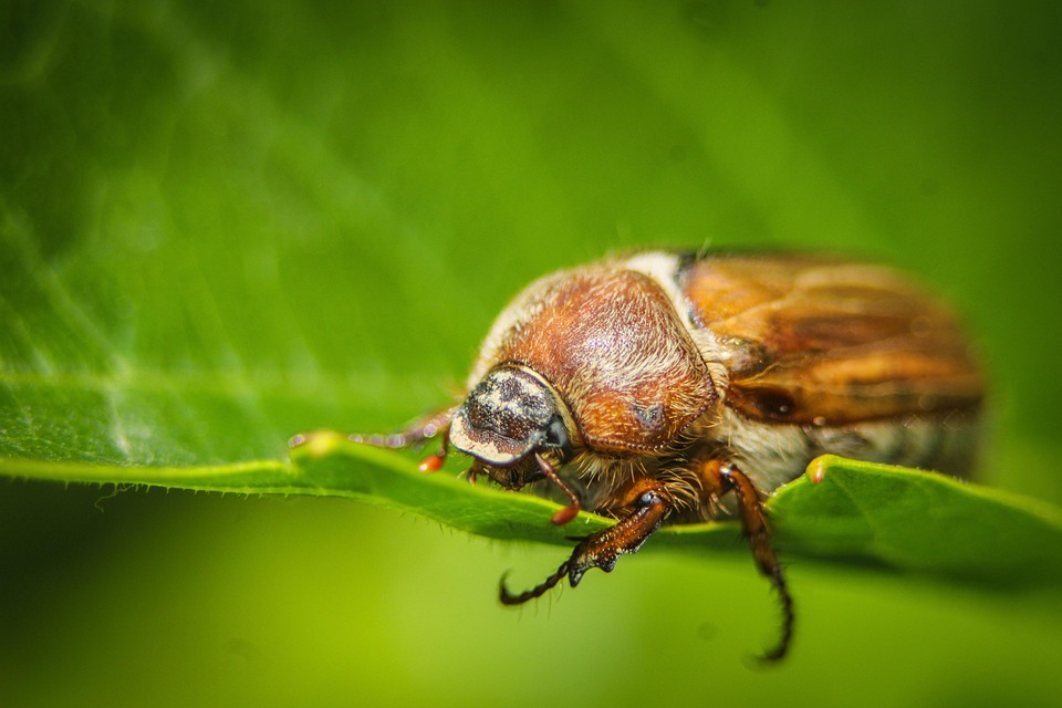 Insecte Animal Ailé - Photo gratuite sur Pixabay - Pixabay
