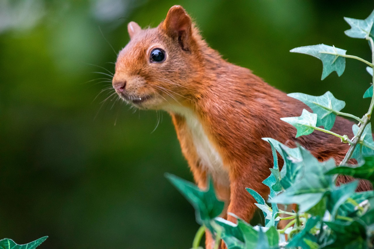 Eichhörnchen Nagetier Tierwelt - Kostenloses Foto auf Pixabay