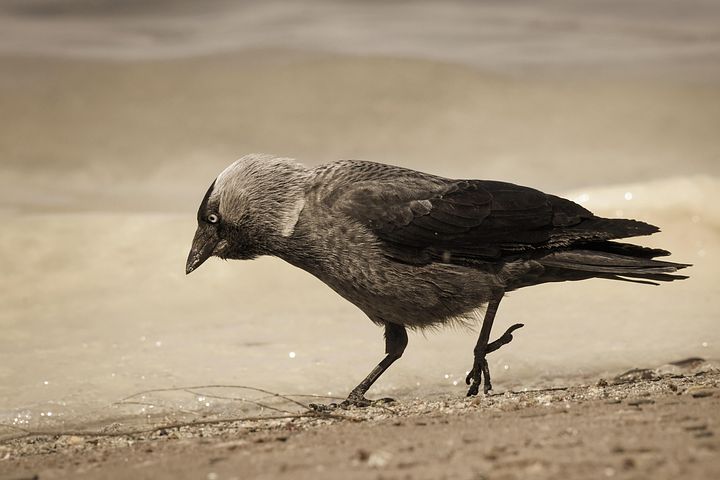 300+ Free Jackdaws & Bird Photos