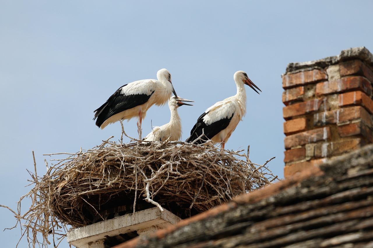Cigognes Des Oiseaux Nid - Photo gratuite sur Pixabay - Pixabay