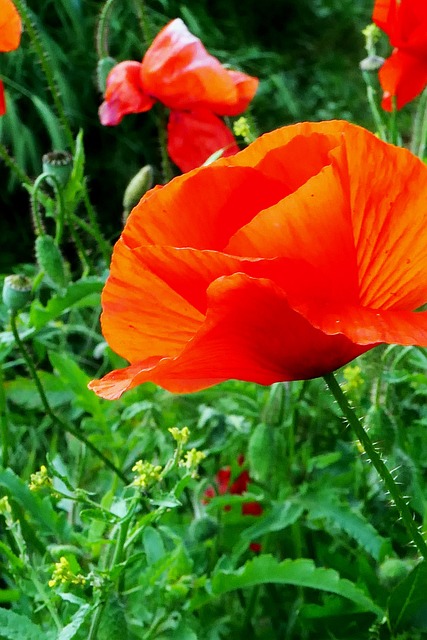 Fleur Coquelicot Botanique - Photo gratuite sur Pixabay
