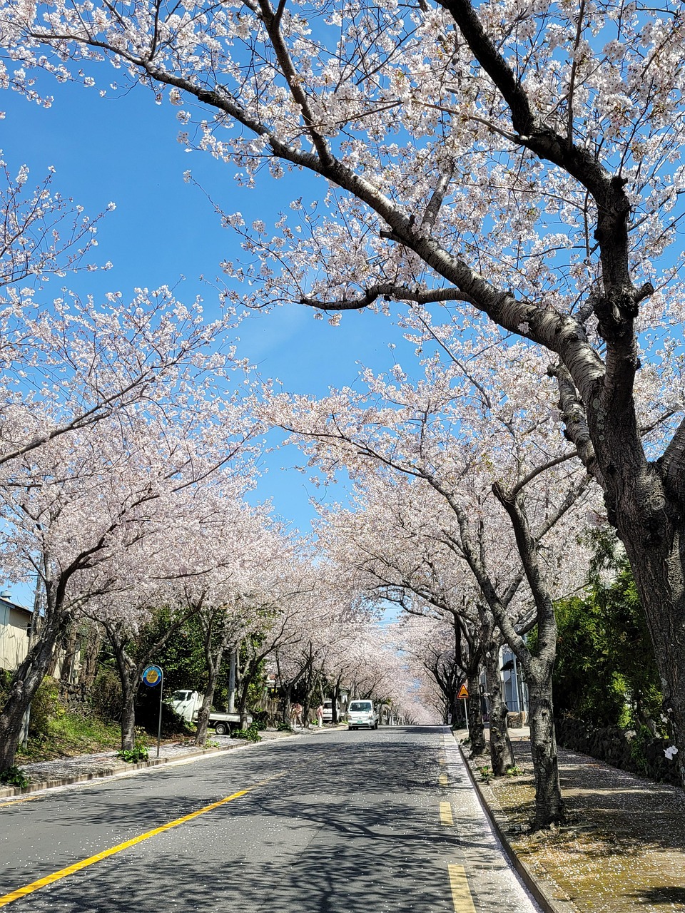 Bunga Sakura Musim Semi Jalan - Foto gratis di Pixabay