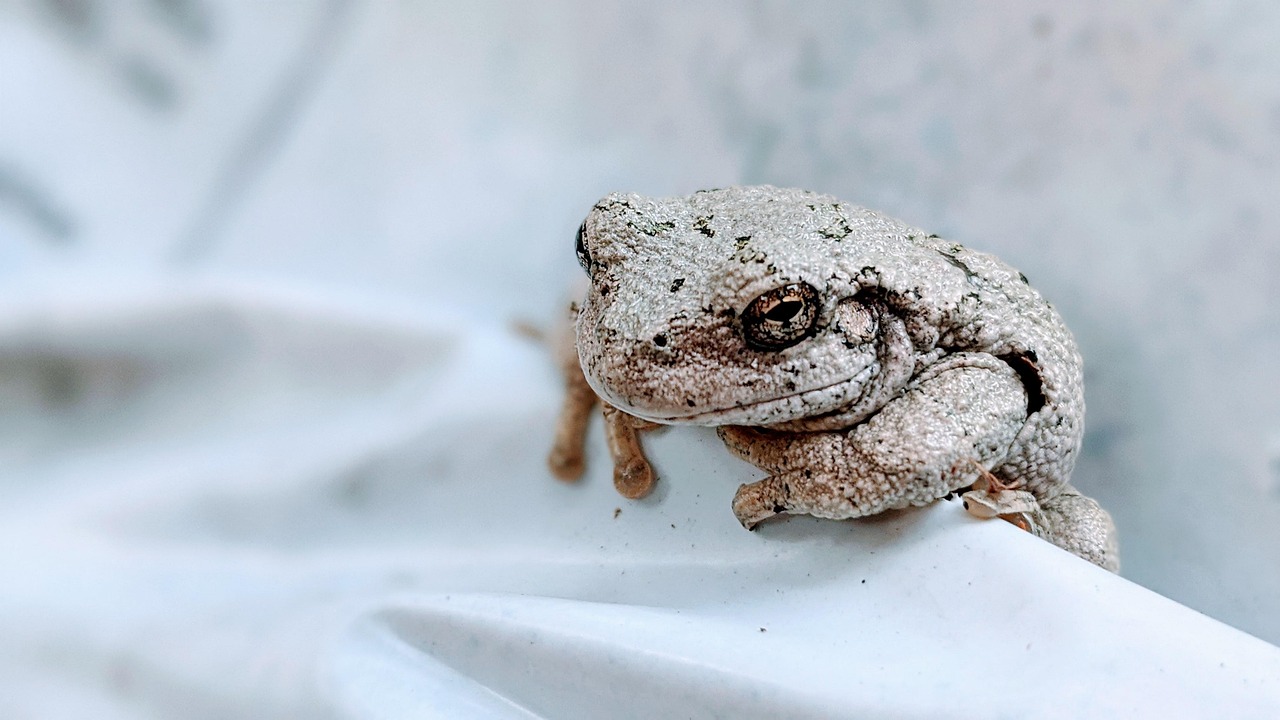Mais de 60 fotos gratuitas de Pererecas e Natureza - Pixabay