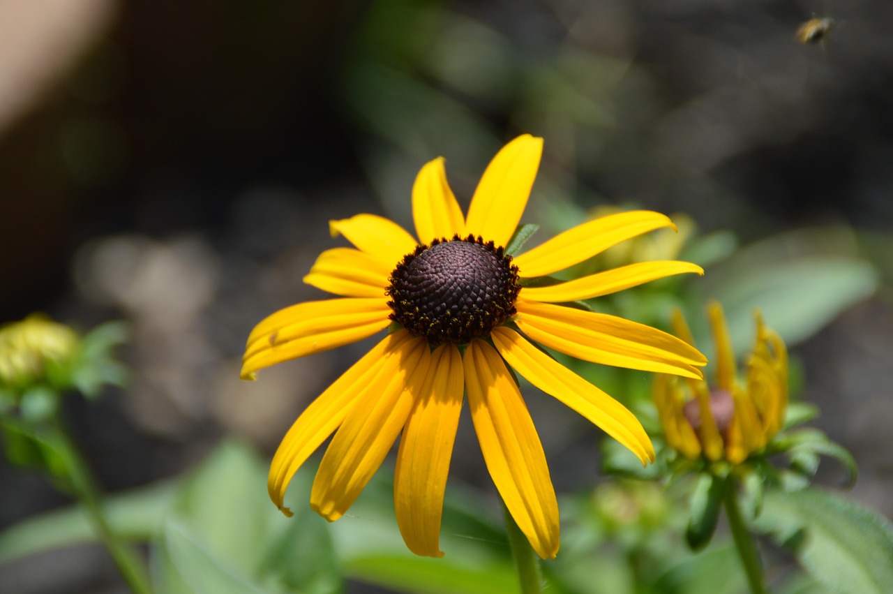 Susan De Olhos Negros Flor Planta - Foto gratuita no Pixabay - Pixabay
