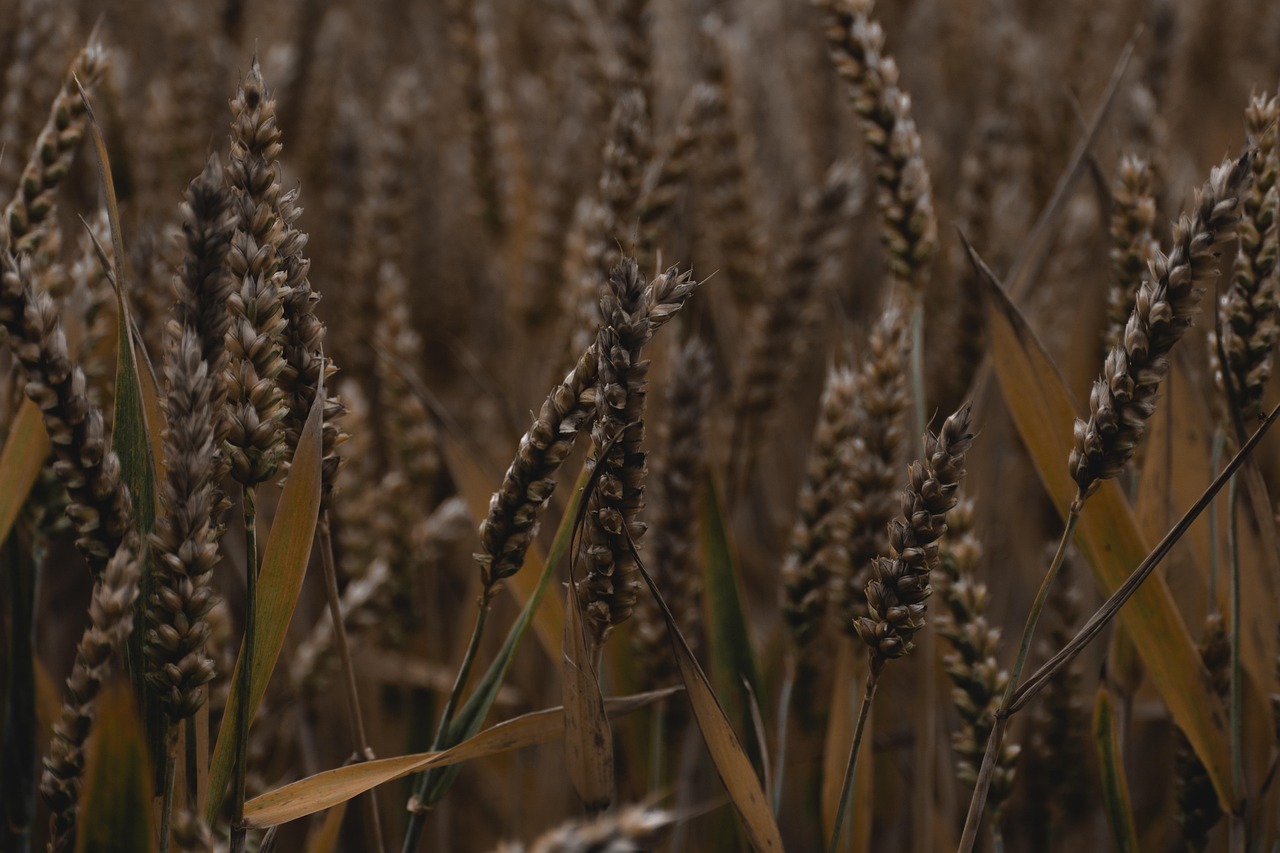 Weizen Feld Weizenfeld Gerade - Kostenloses Foto auf Pixabay - Pixabay