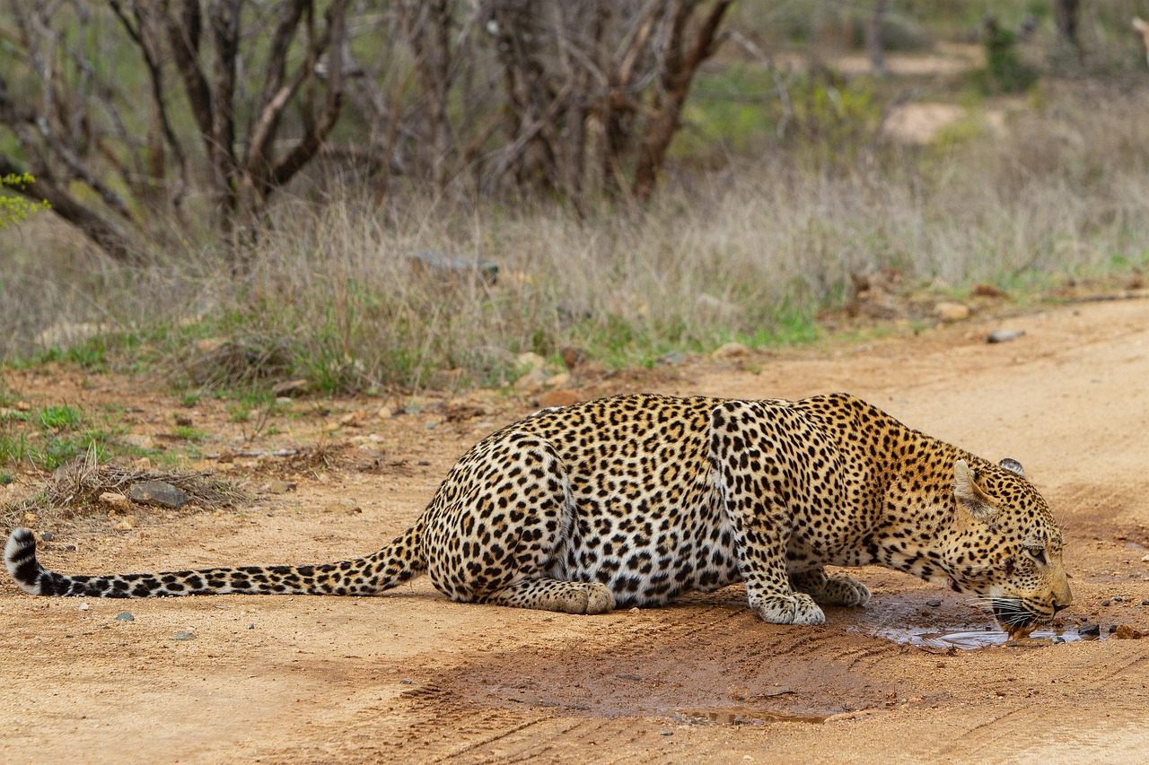 Leopard Mammal Wildlife - Free photo on Pixabay