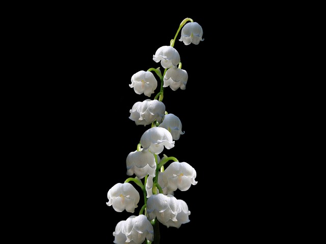 Muguet Fleurs Blanches - Photo gratuite sur Pixabay