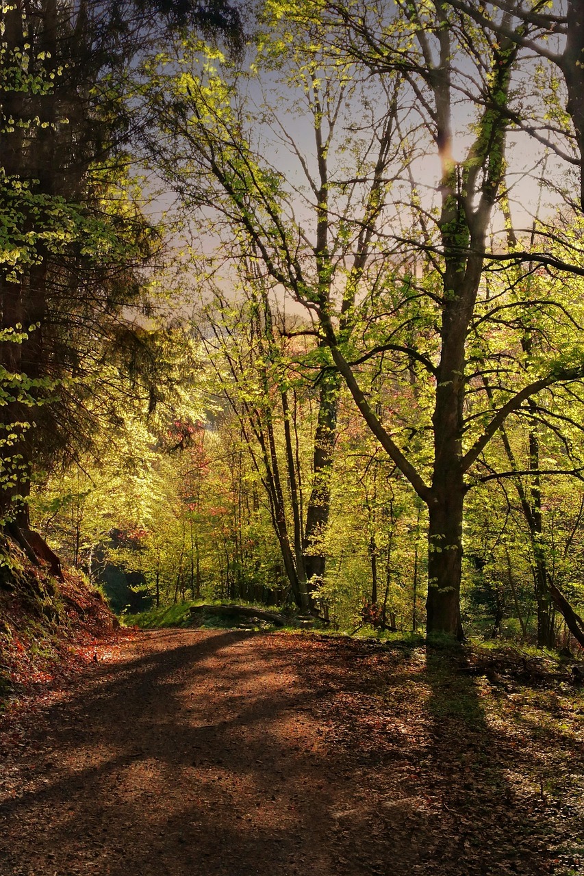Forêt Des Arbres En Plein Air - Photo gratuite sur Pixabay - Pixabay