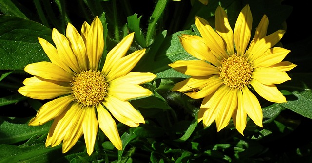 Flower Petals Gazania - Free photo on Pixabay - Pixabay