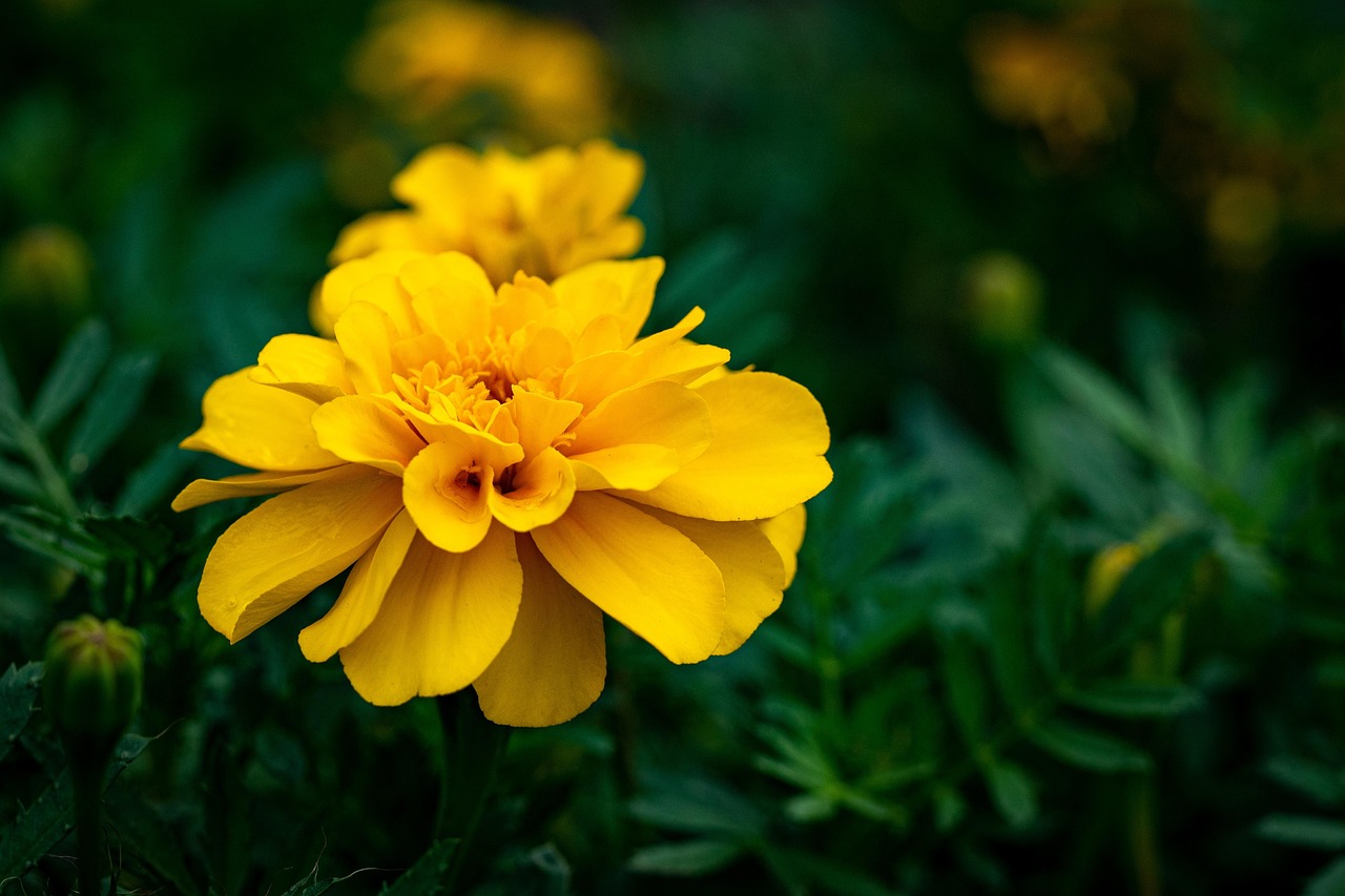 French Marigold Yellow Flower - Free photo on Pixabay - Pixabay
