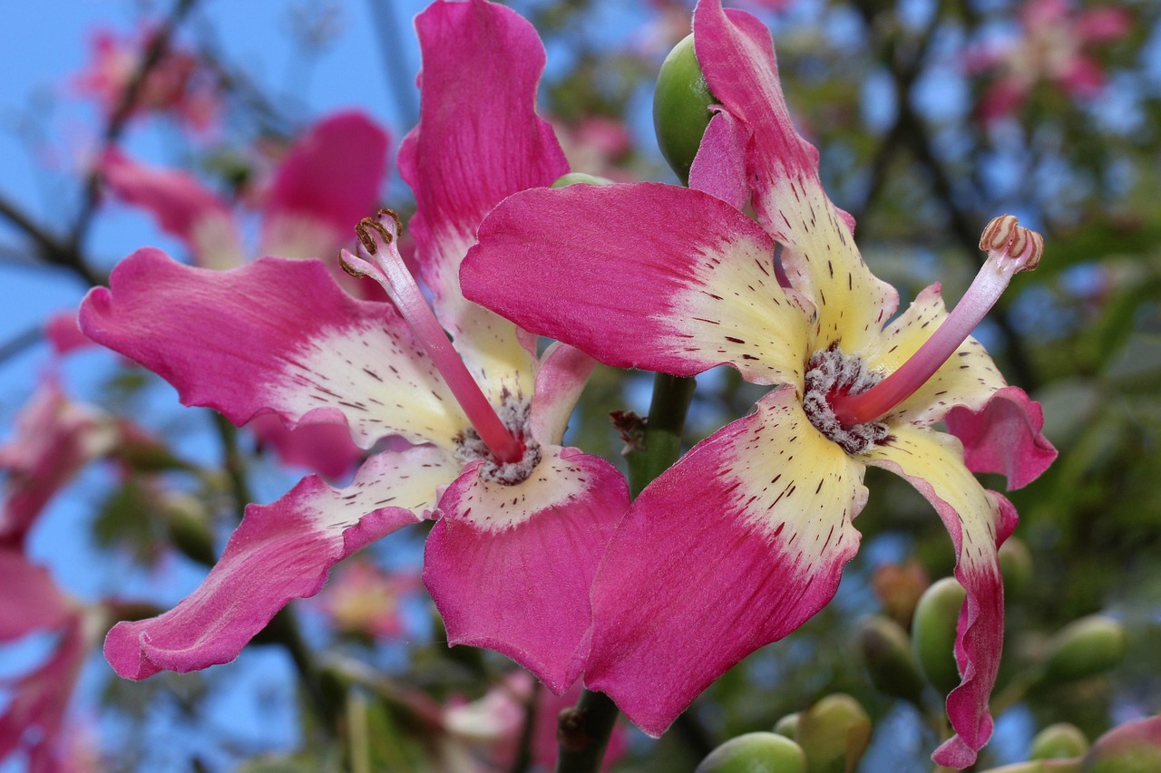 Flaschenbaum Blumen Groß - Kostenloses Foto auf Pixabay - Pixabay