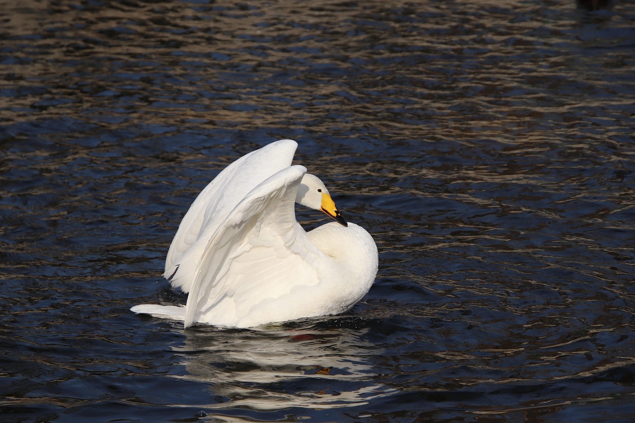 Cygne Oiseau Blanc - Photo gratuite sur Pixabay - Pixabay